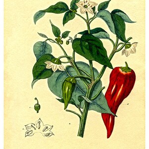 Botanical Art Peppers Print Garden Illustration - Etsy