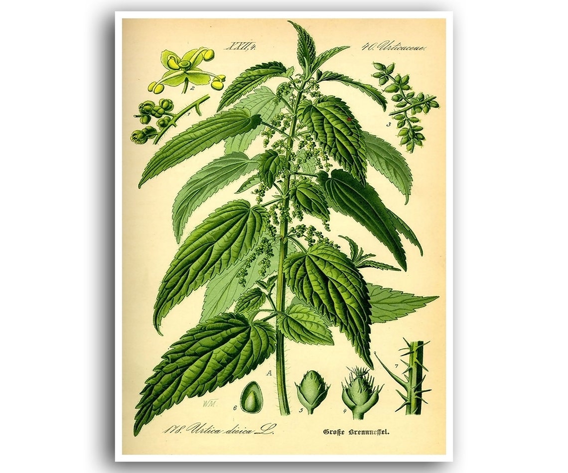 Nettle Art Print Weed Poster Plant Wall Decor Botanical 29 - Etsy