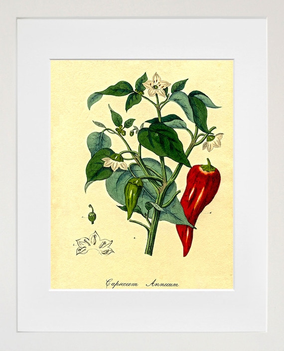 Botanical Art Peppers Print Garden Illustration | Etsy