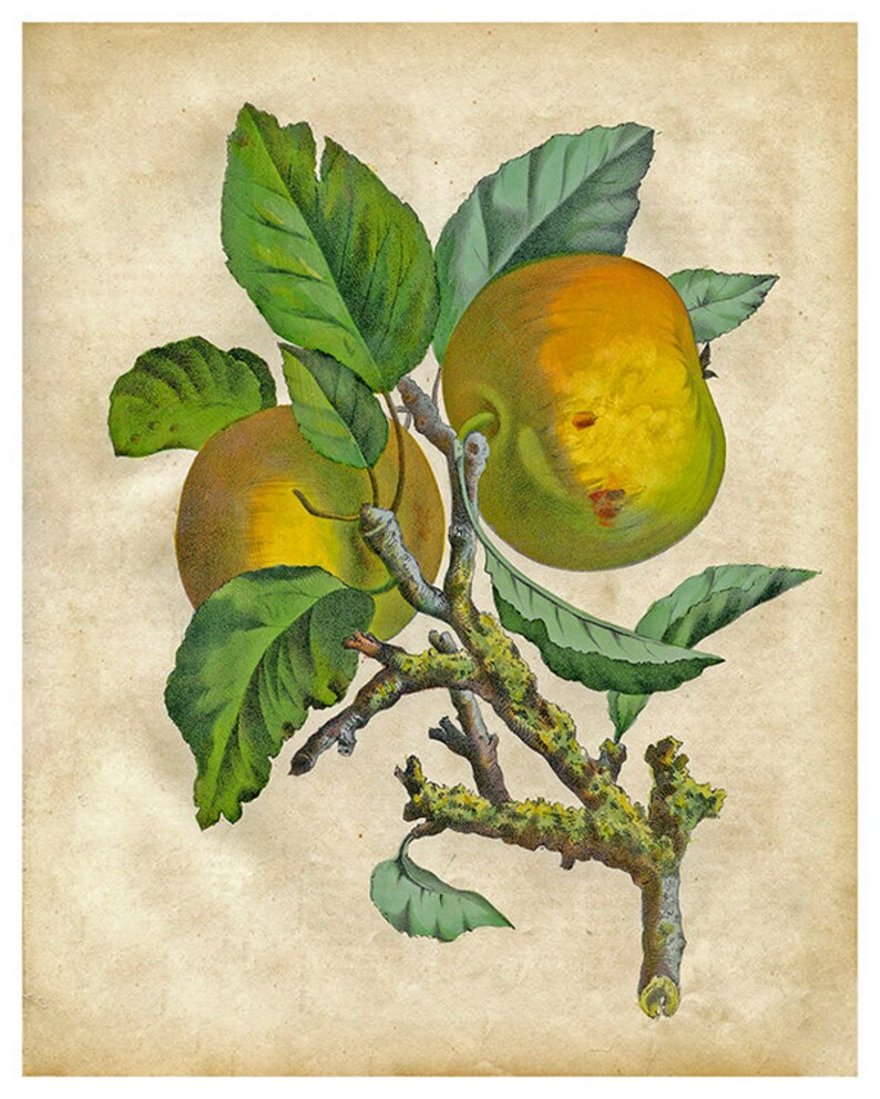 Fruit Art Botanical Print 1800s Illustration - Etsy