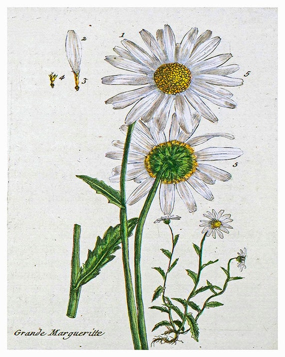 Daisy Botanical Illustration