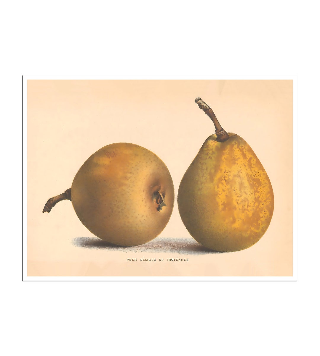 Kitchen Wall Art Pears Poster Botanical Fruit Print B54a - Etsy