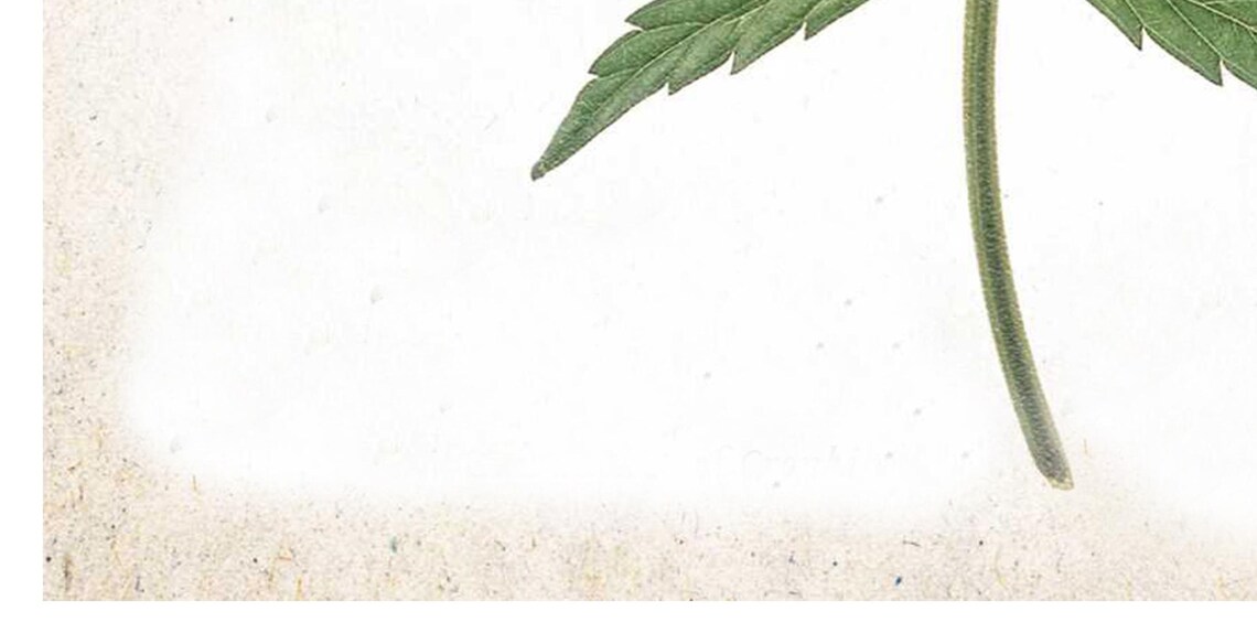 Cannabis Art Marijuana Print Weed Poster Hemp Plant Wall Decor ...