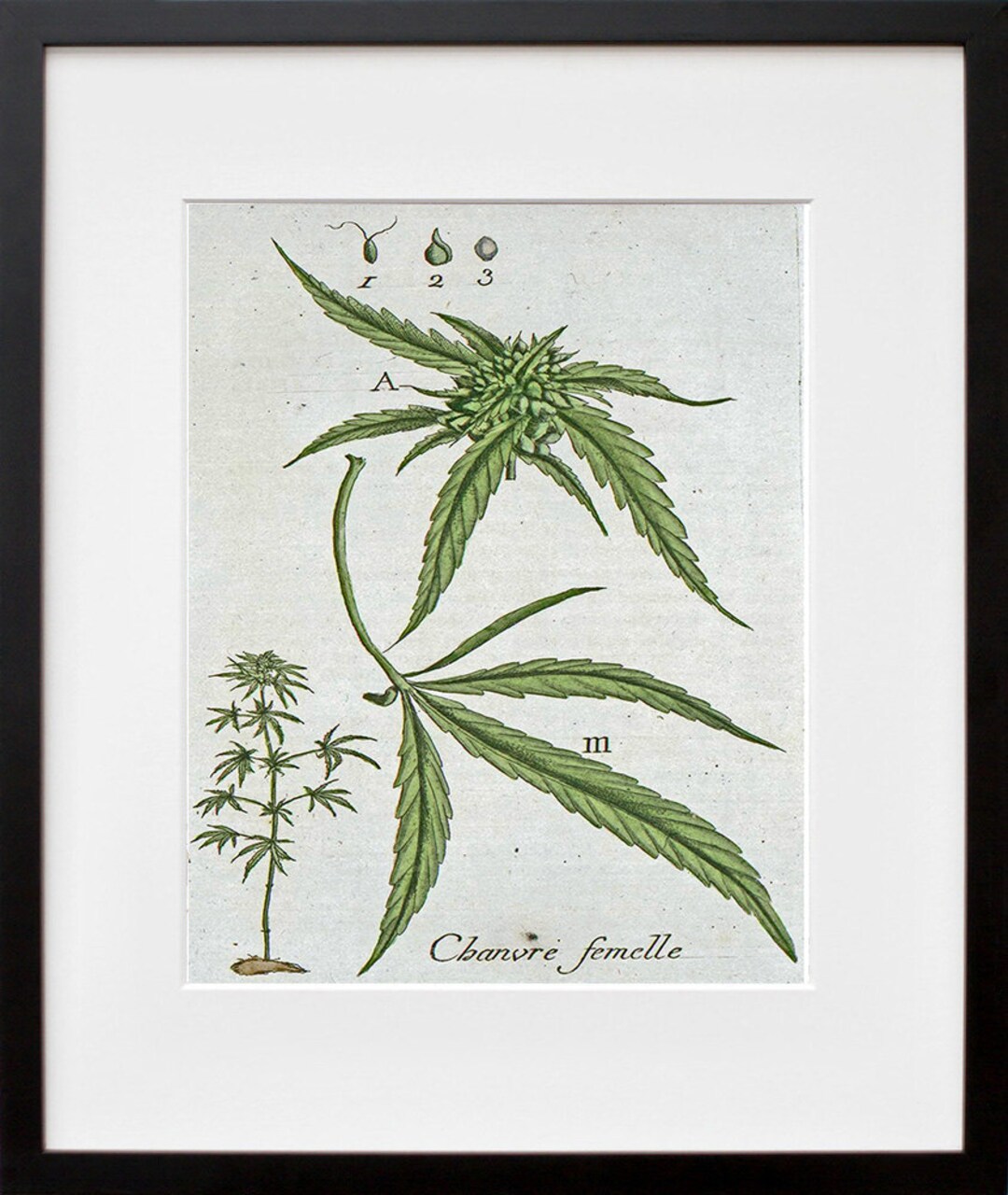 Marijuana Art Botanical Print Hemp Leaf - Etsy
