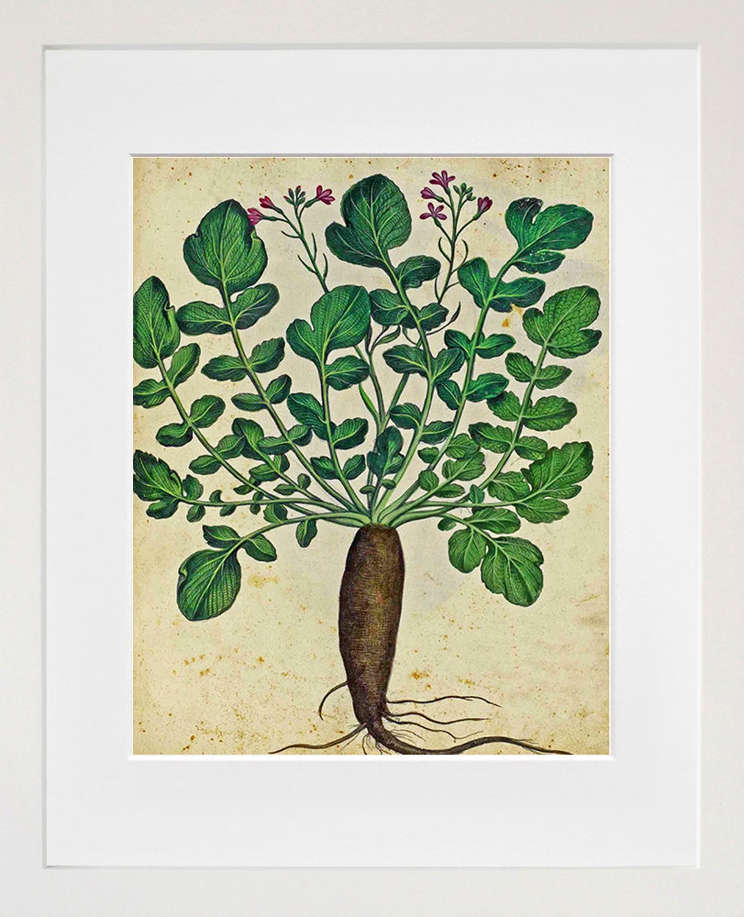 Parsnips Art Vegetable Print Vintage Botanical Illustration - Etsy
