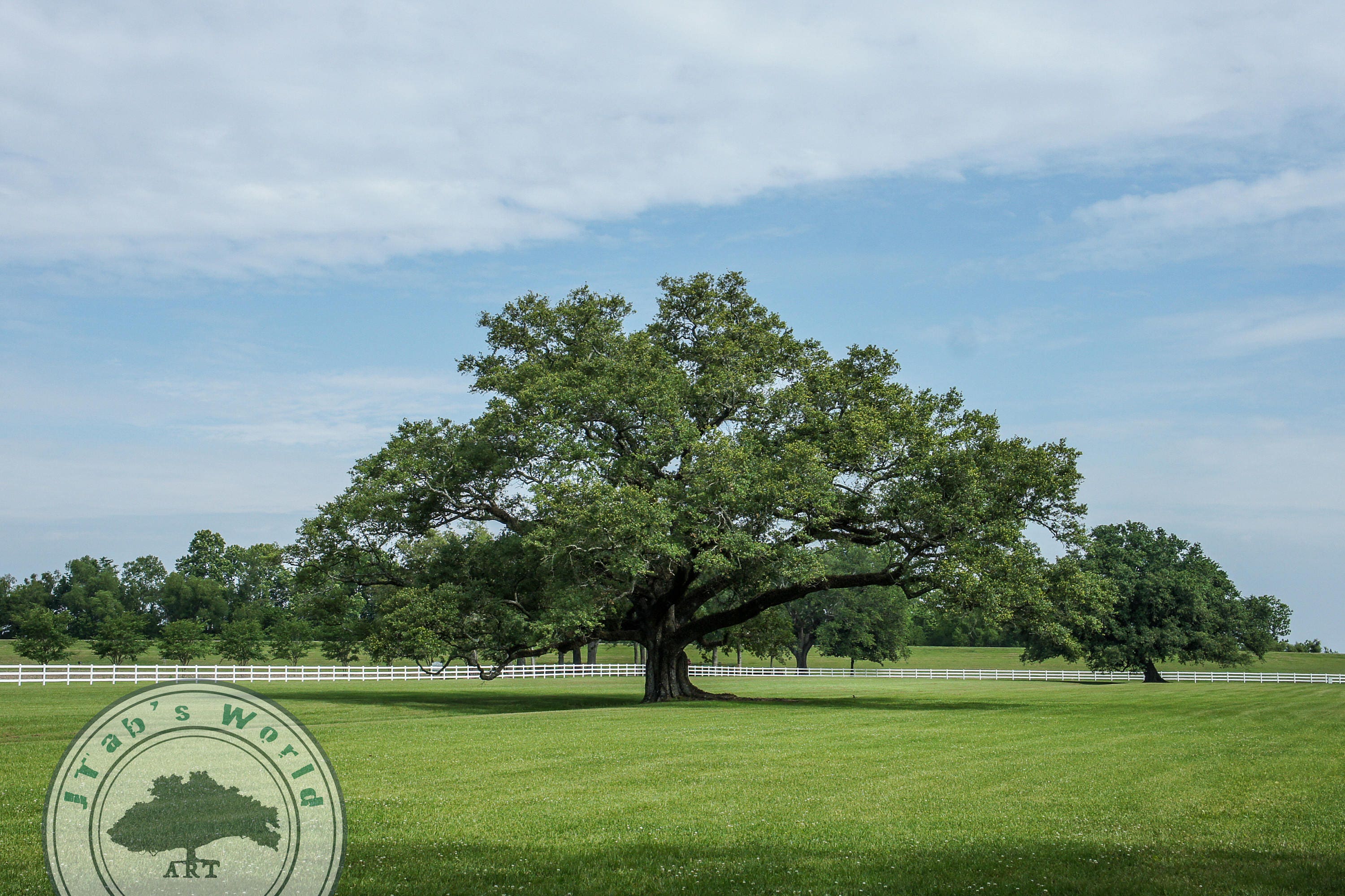 Landscape Photography | Majestic Tree | Digital Download - Etsy