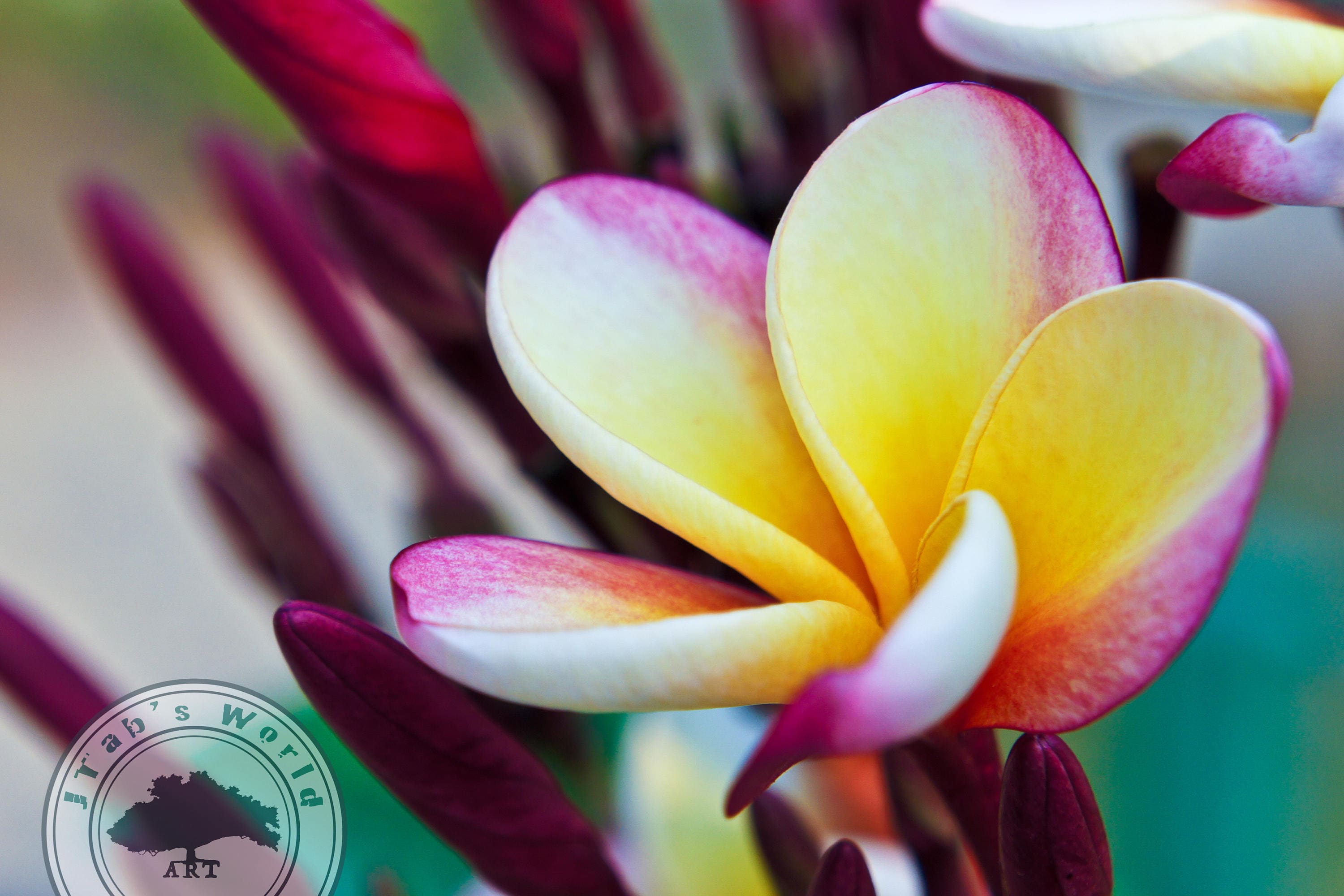 Plant Life Photography | Nature's Beautiful Colors | Digital Download ...