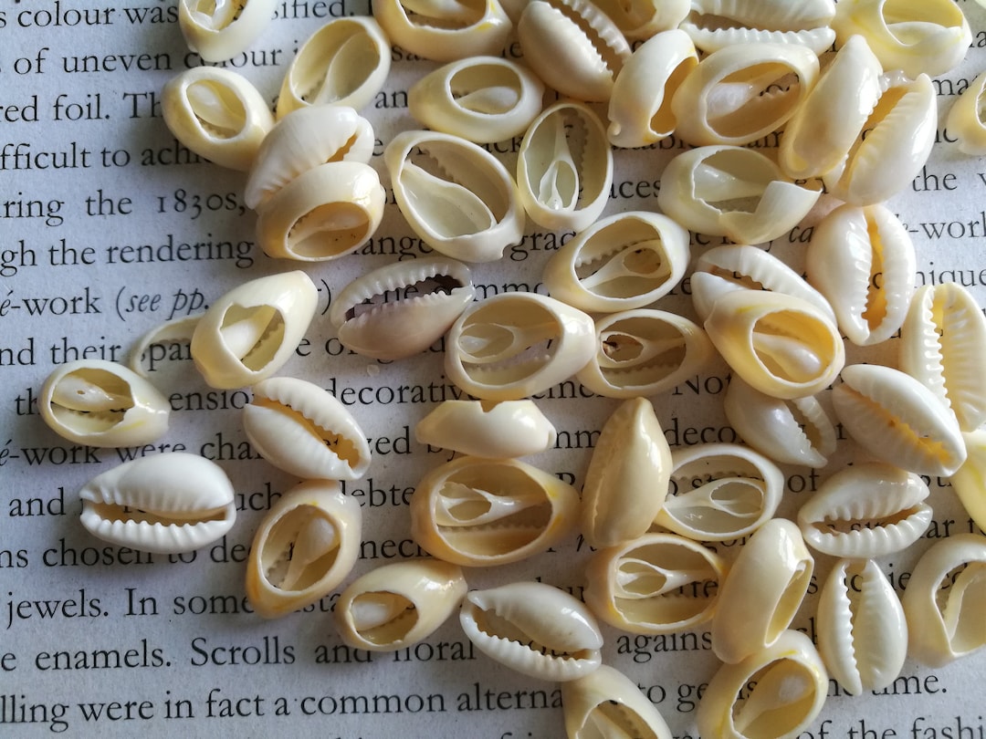 30 Pieces of Cowrie Shells, 12-15mm Cut Cowri Beads, Slice Cowry, Craft ...