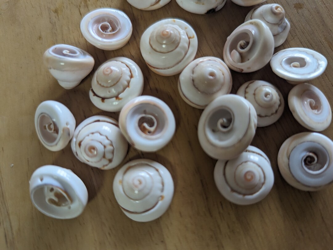 Puka Shell, Cut Puka Shell Beads, Eye of Shiva Shell, 20mm, 15 Beads - Etsy