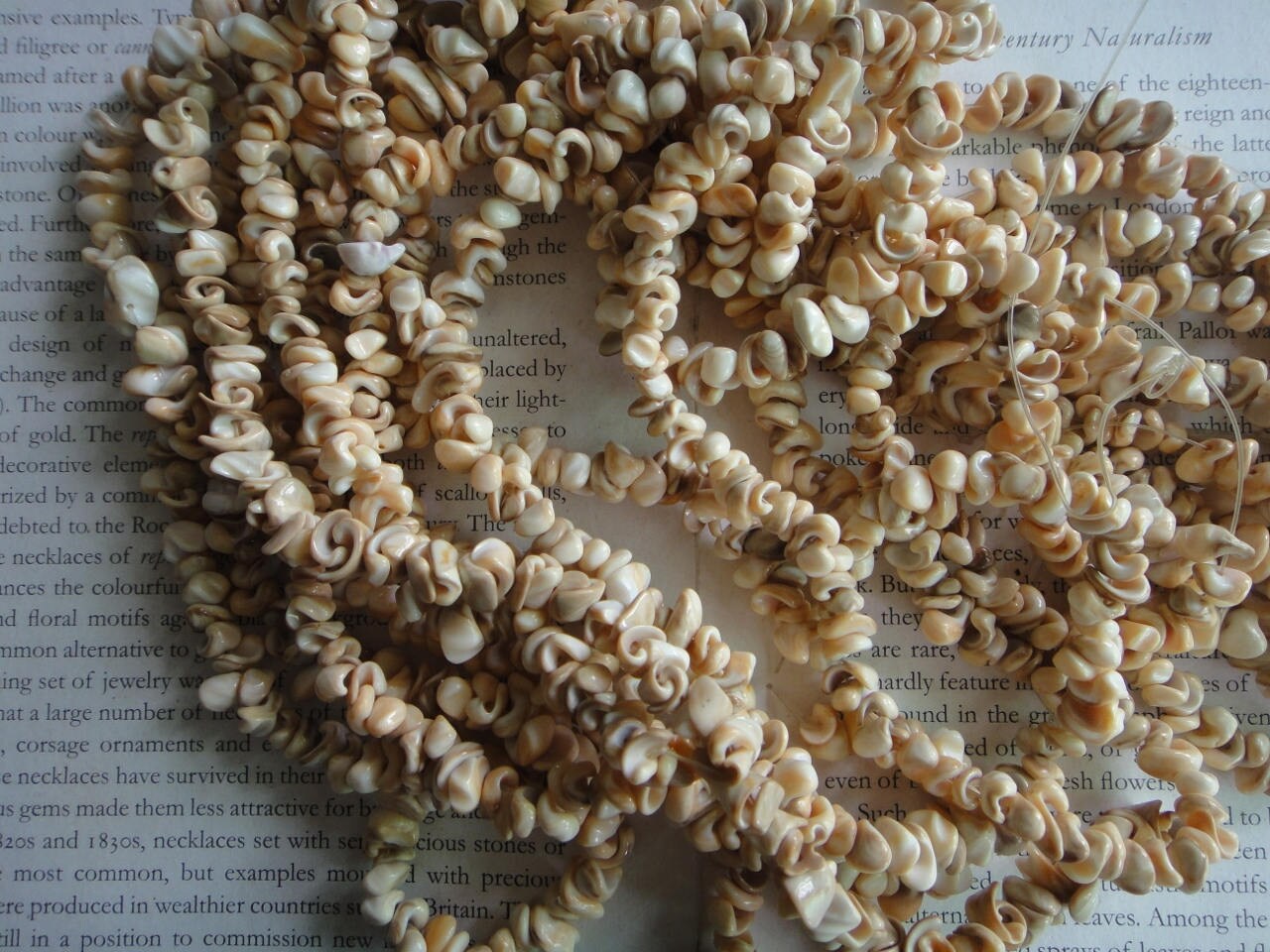 Puka Craft Shell Natural Sea Shell Beads Original Color - Etsy