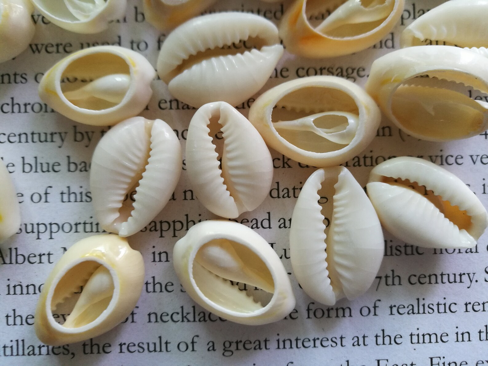 30 Pieces of Cowrie Shells, Seashell Beads, Slice Cowry, Craft Shell ...