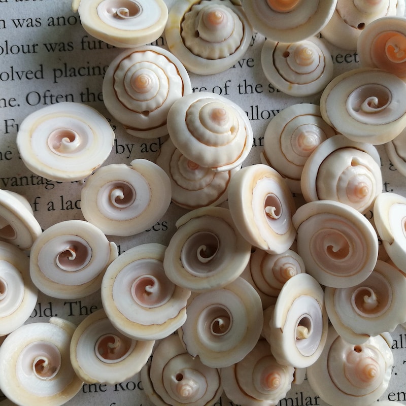 Craft Shells - Etsy