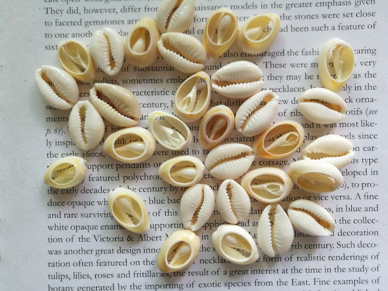 30 Pieces of Cowrie Shells Seashell Beads Slice Cowry Craft - Etsy