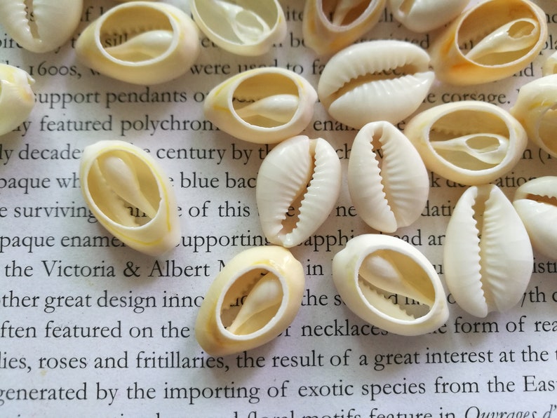 30 Pieces of Cowrie Shells Seashell Beads Slice Cowry Craft - Etsy