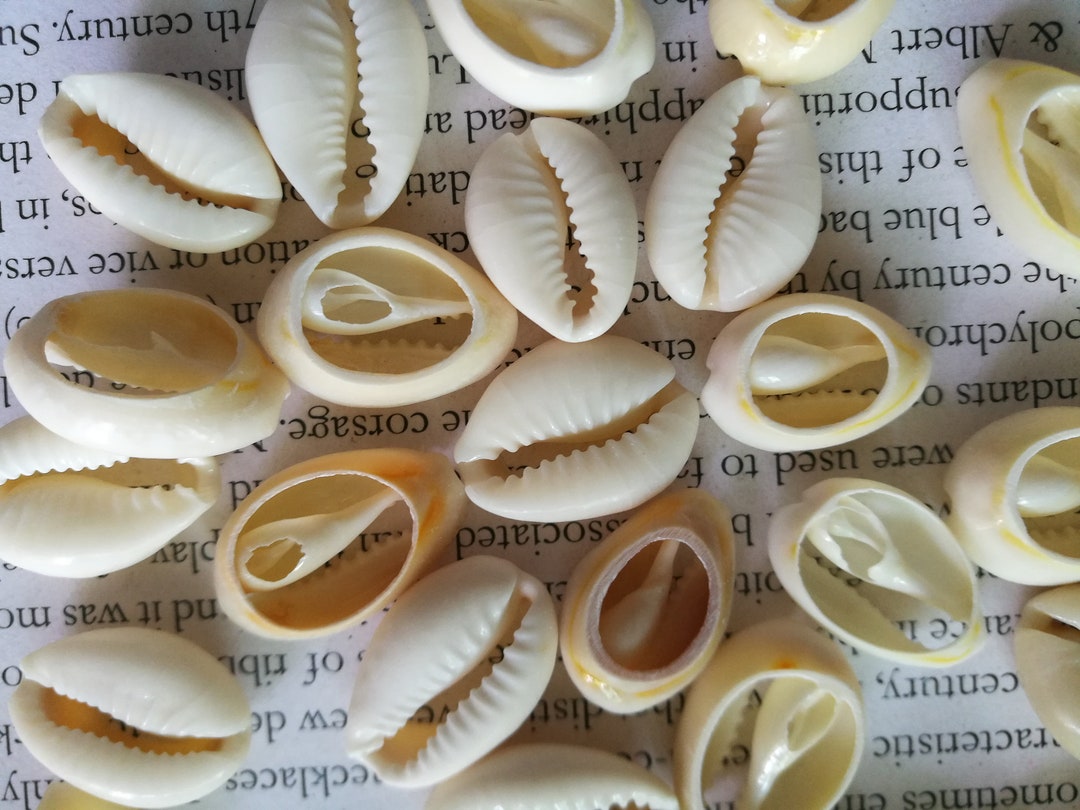 30 Pieces of Cowrie Shells, Seashell Beads, Slice Cowry, Craft Shell ...