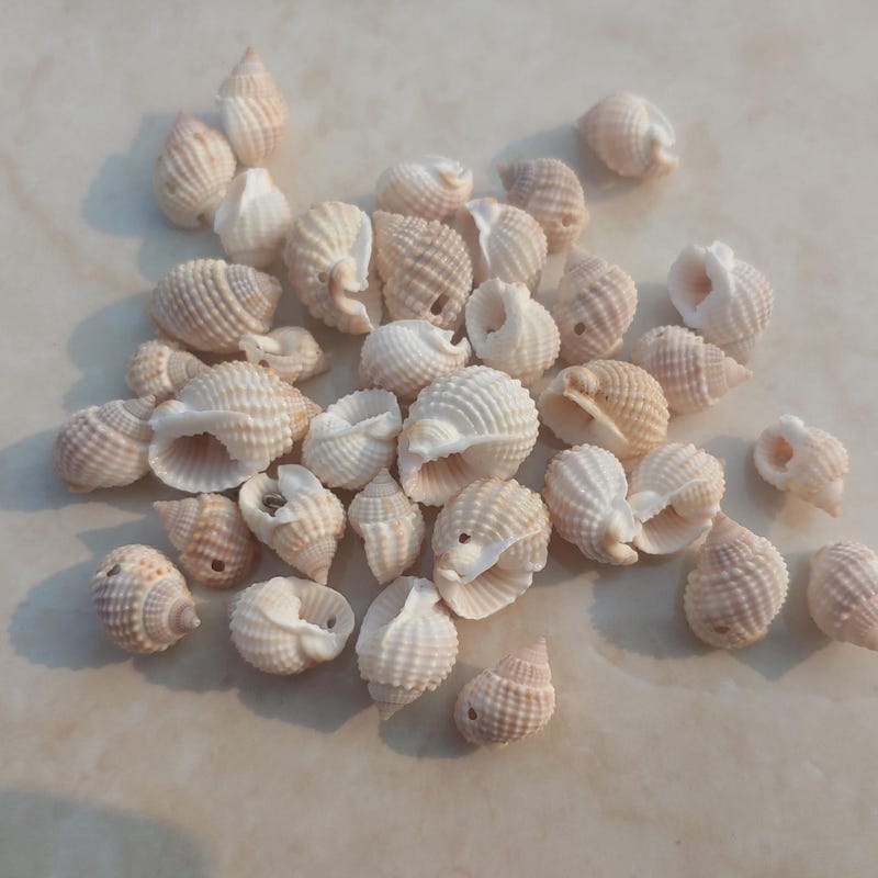 Drilled Sea Shells - Etsy