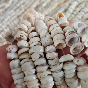 Puka Shell, Vary Size Nature Tiger Puka Shell Beads, 15.5 Inch - Etsy