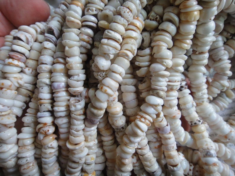Puka shell 10mm natural puka shell beads 16 strand | Etsy Puka shell 10mm natural puka shell beads 16 strand | Etsy