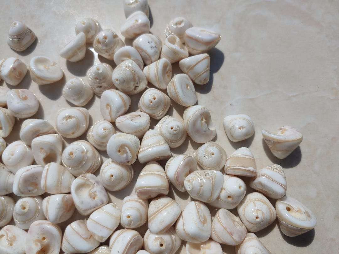 Puka Shell, Cut Puka Shell Beads, Eye of Shiva Shell, 12mm, 15 Beads - Etsy
