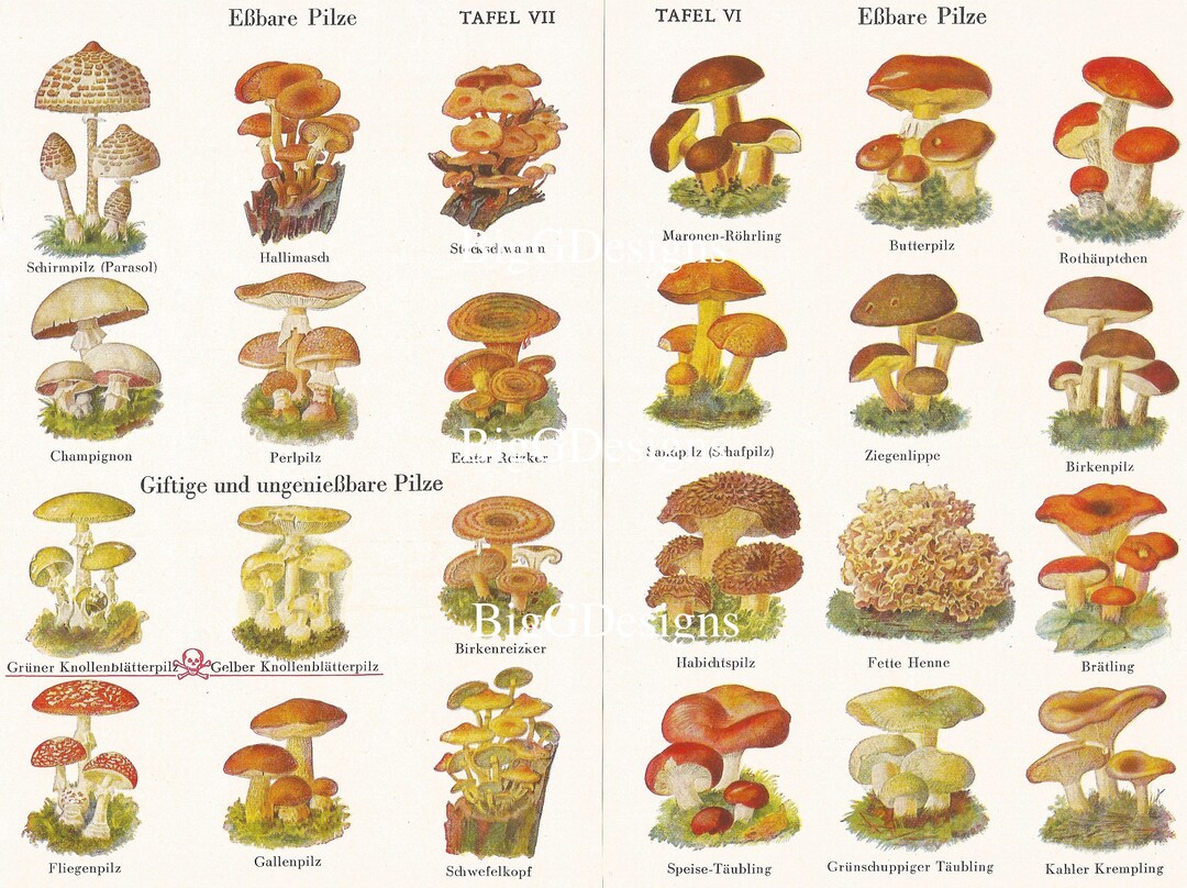Types Of Mushrooms Chart