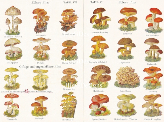 Vintage Mushroom Identification Chart Poisonous Digital - Etsy