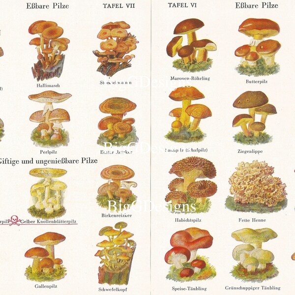 Mushroom Identification Chart - Etsy