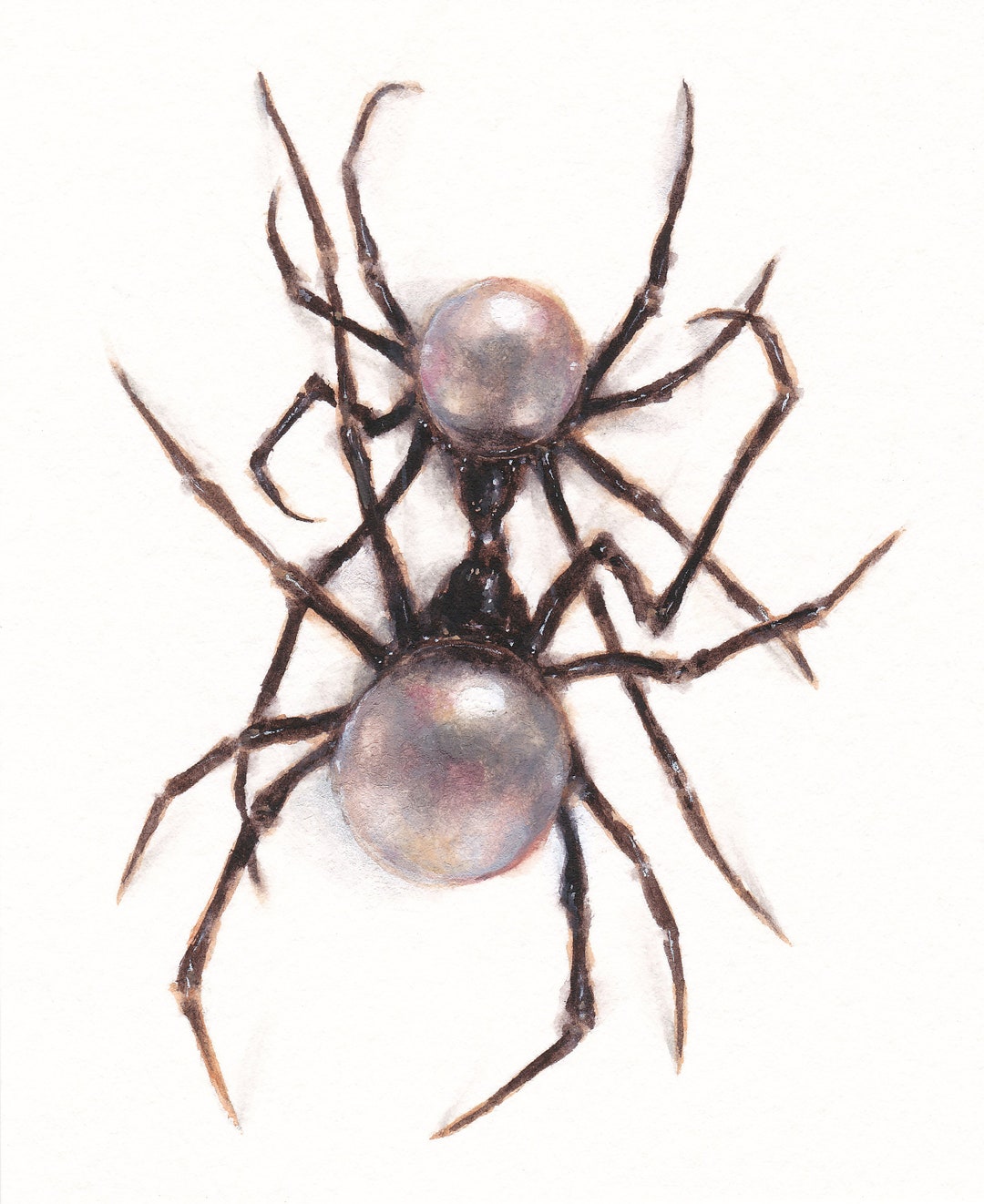Print 4x5, 8x10 Inches Venatrix - Etsy