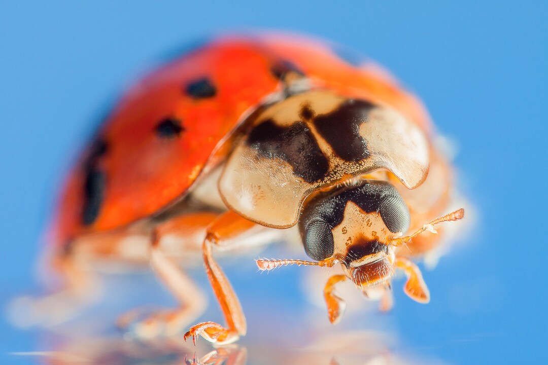 Ladybug Portrait - Etsy