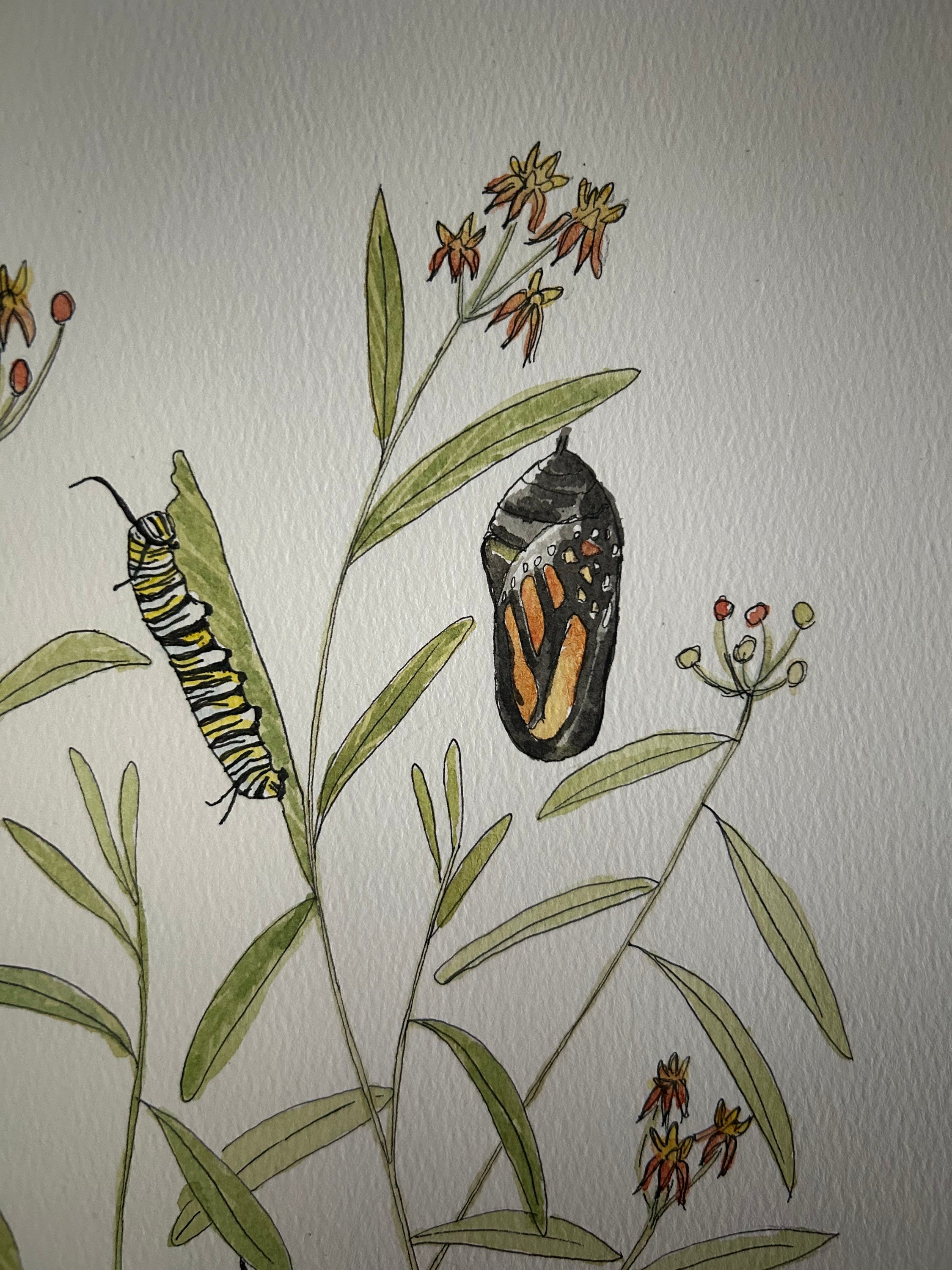 Monarch Caterpillar & Chrysalis Watercolor Fine Art Print - Etsy