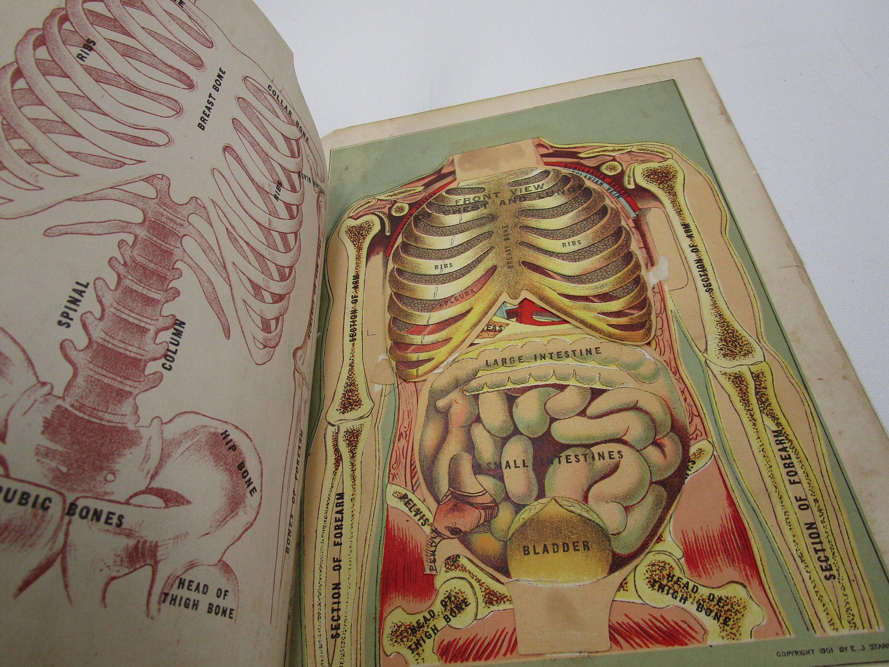Antique Anatomical Medical Chart Human Female Torso EJ Stanley | Etsy