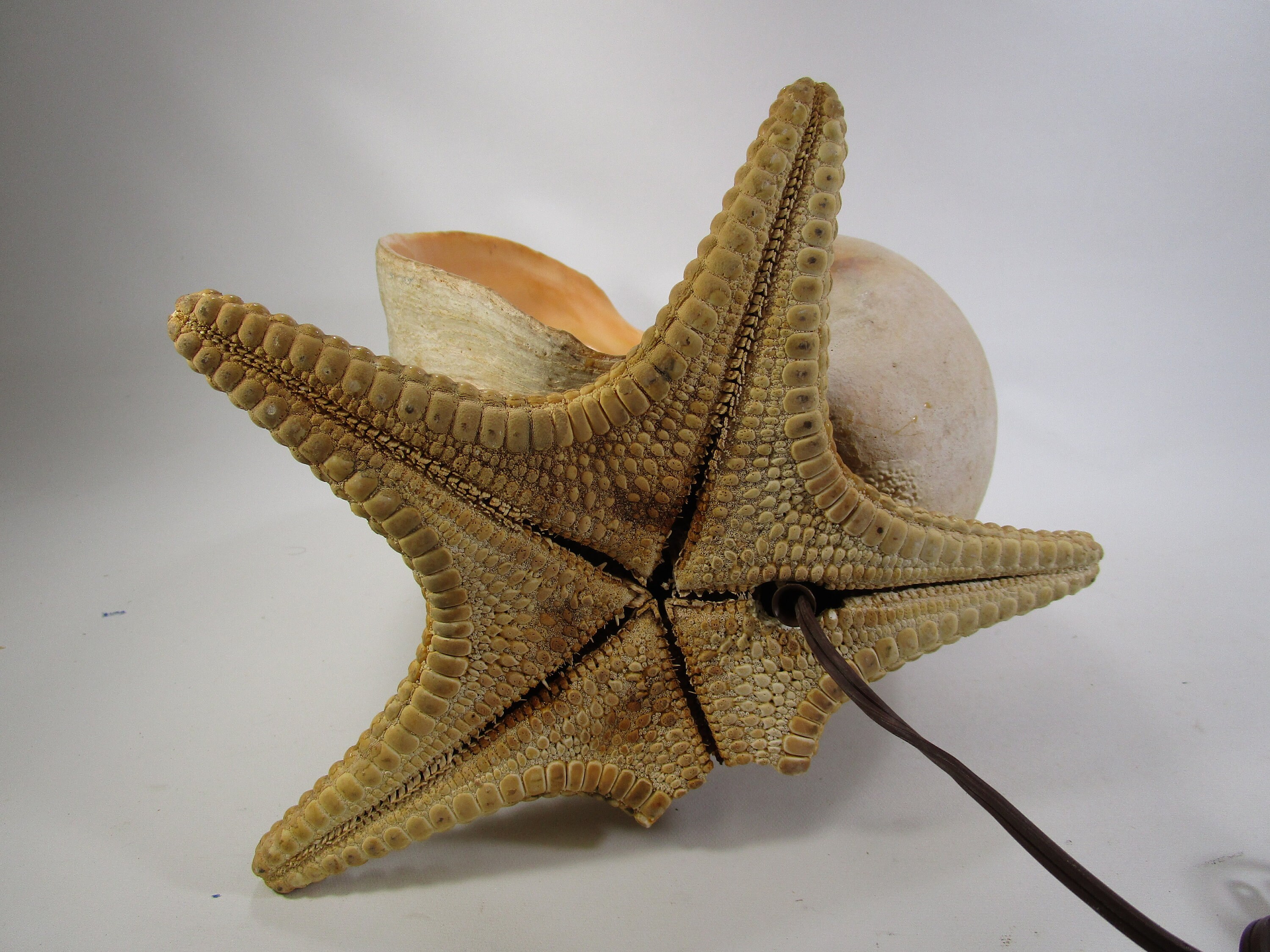 Huge Retro Starfish Seashell Accent Lamp - Etsy