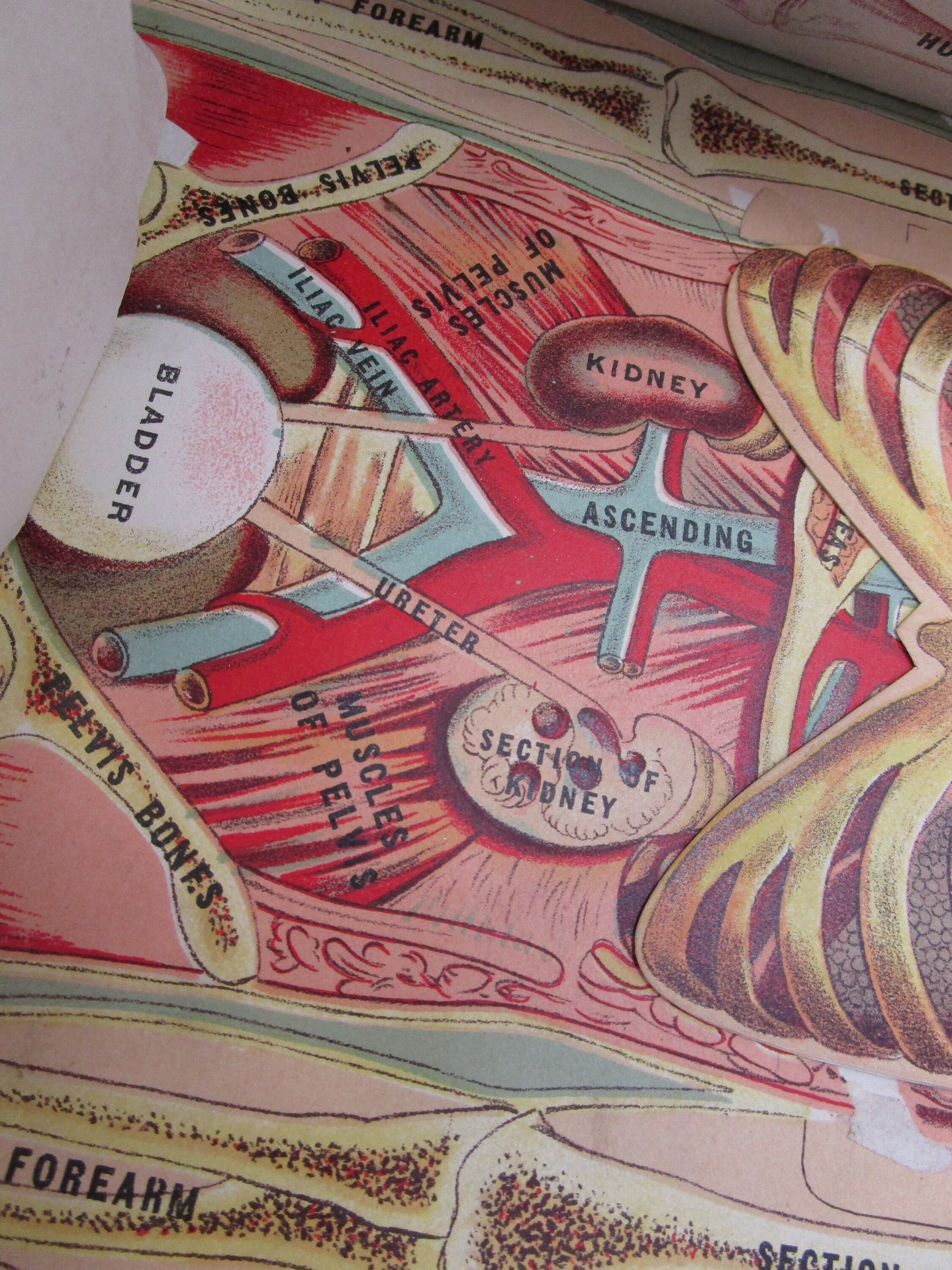 Antique Anatomical Medical Chart Human Female Torso EJ Stanley | Etsy