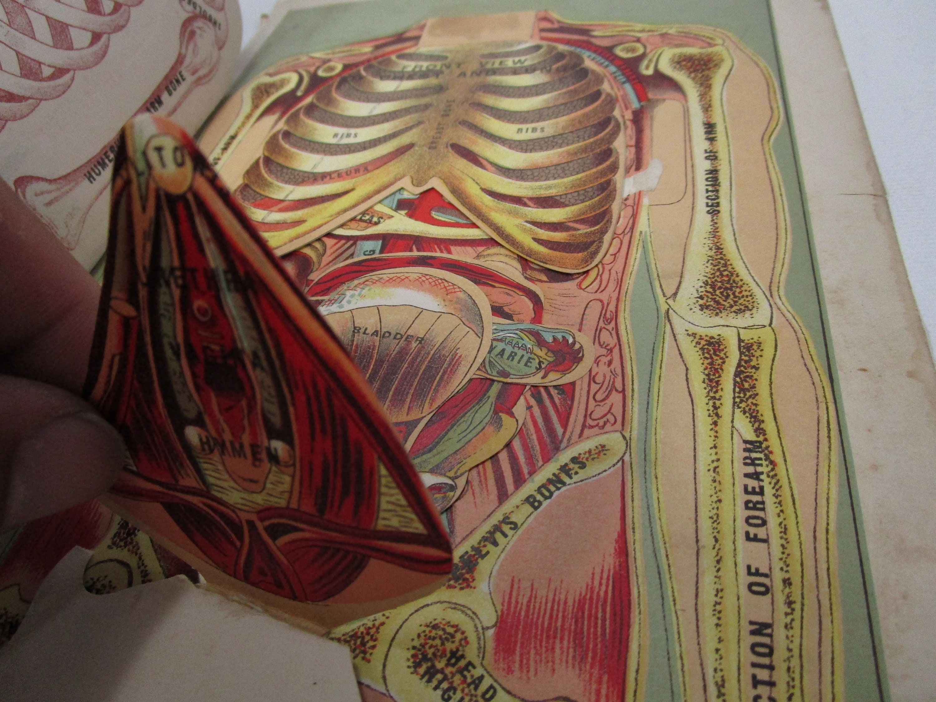 Antique Anatomical Medical Chart Human Female Torso EJ Stanley | Etsy