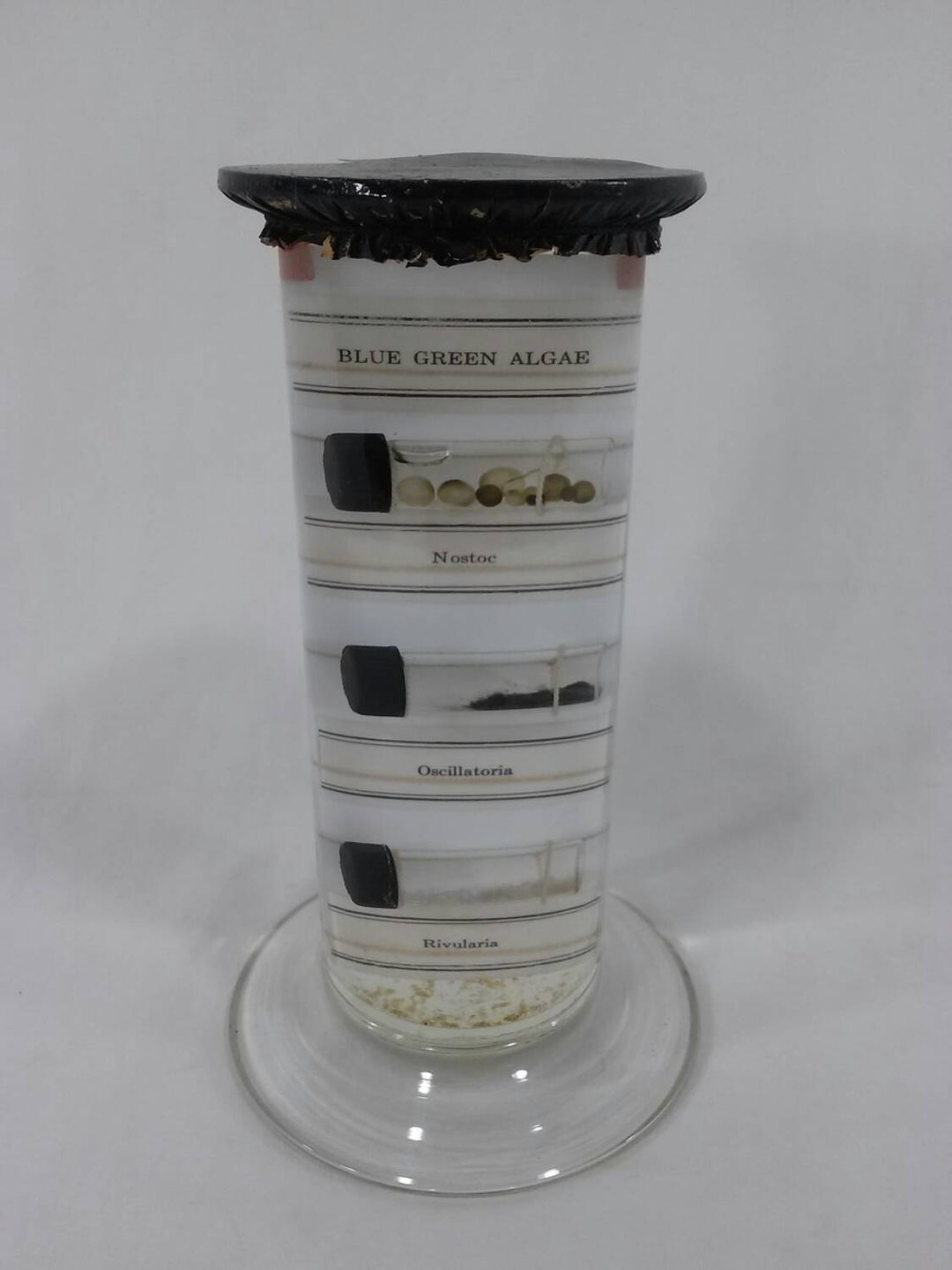 Vintage Educational Blue Green Algae Display Glass School Science ...