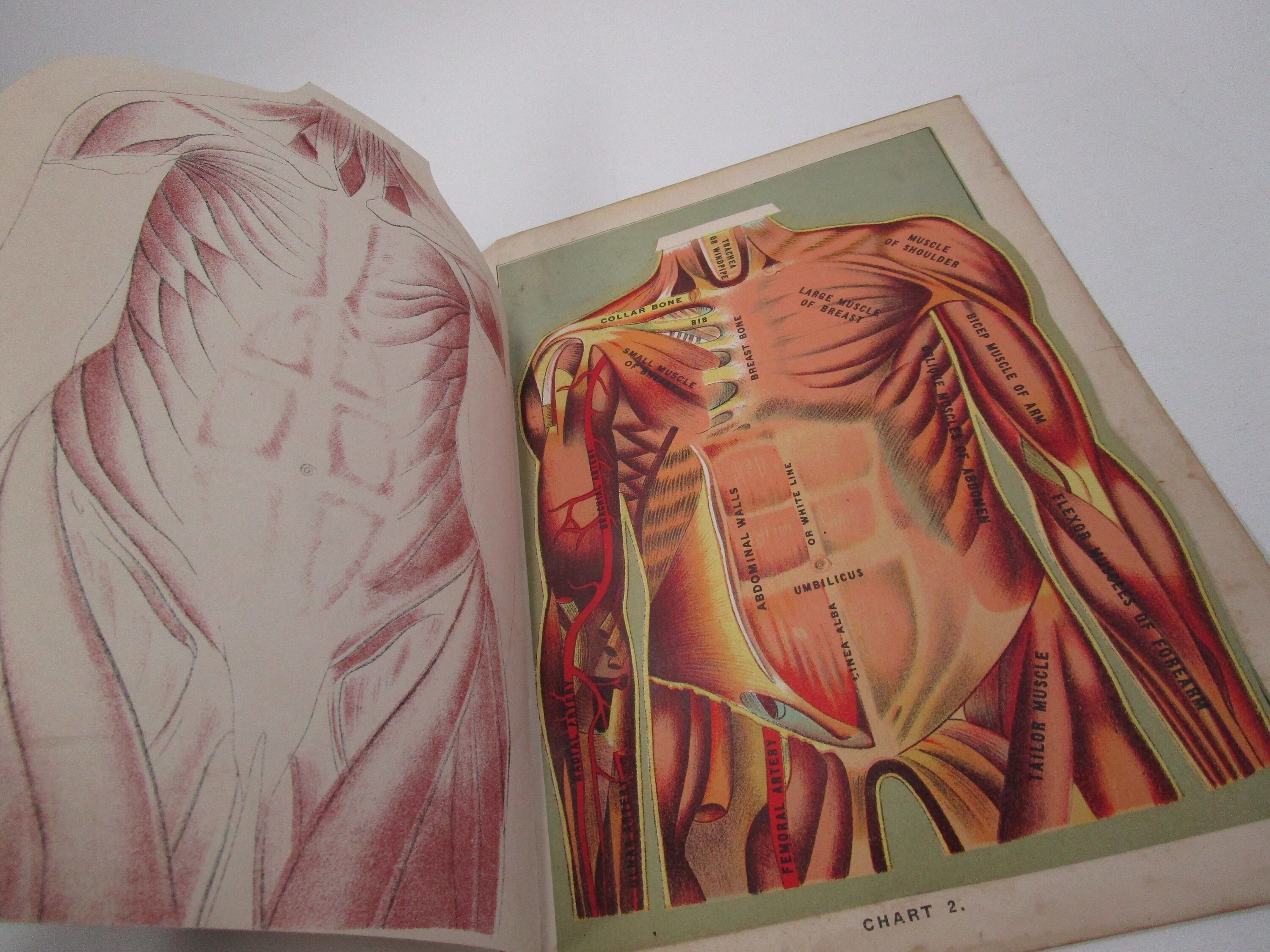 Antique Anatomical Medical Chart Human Female Torso EJ Stanley | Etsy