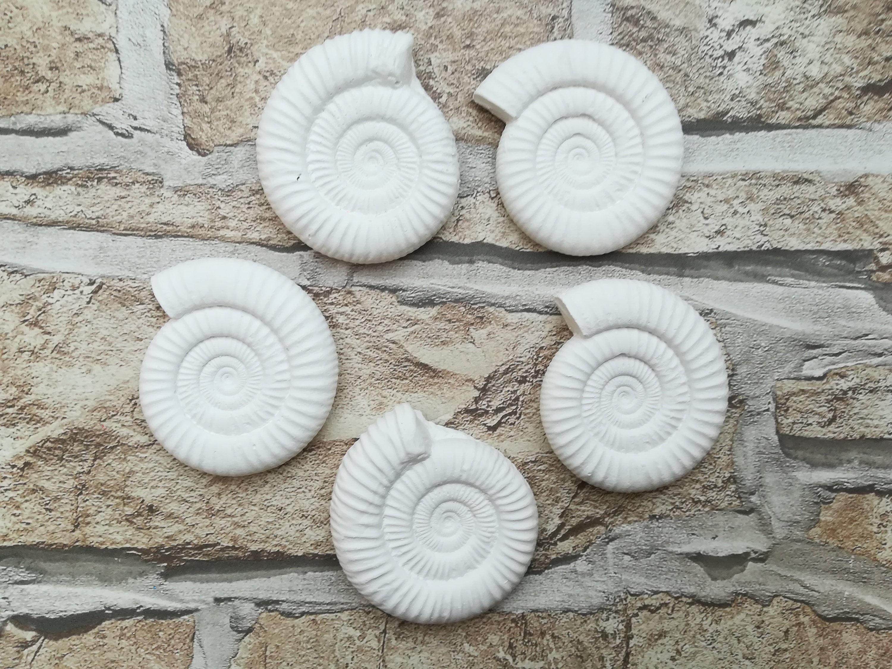 Set of Five Medium Plaster Cast Fossil Ammonites Paint Your Own ...