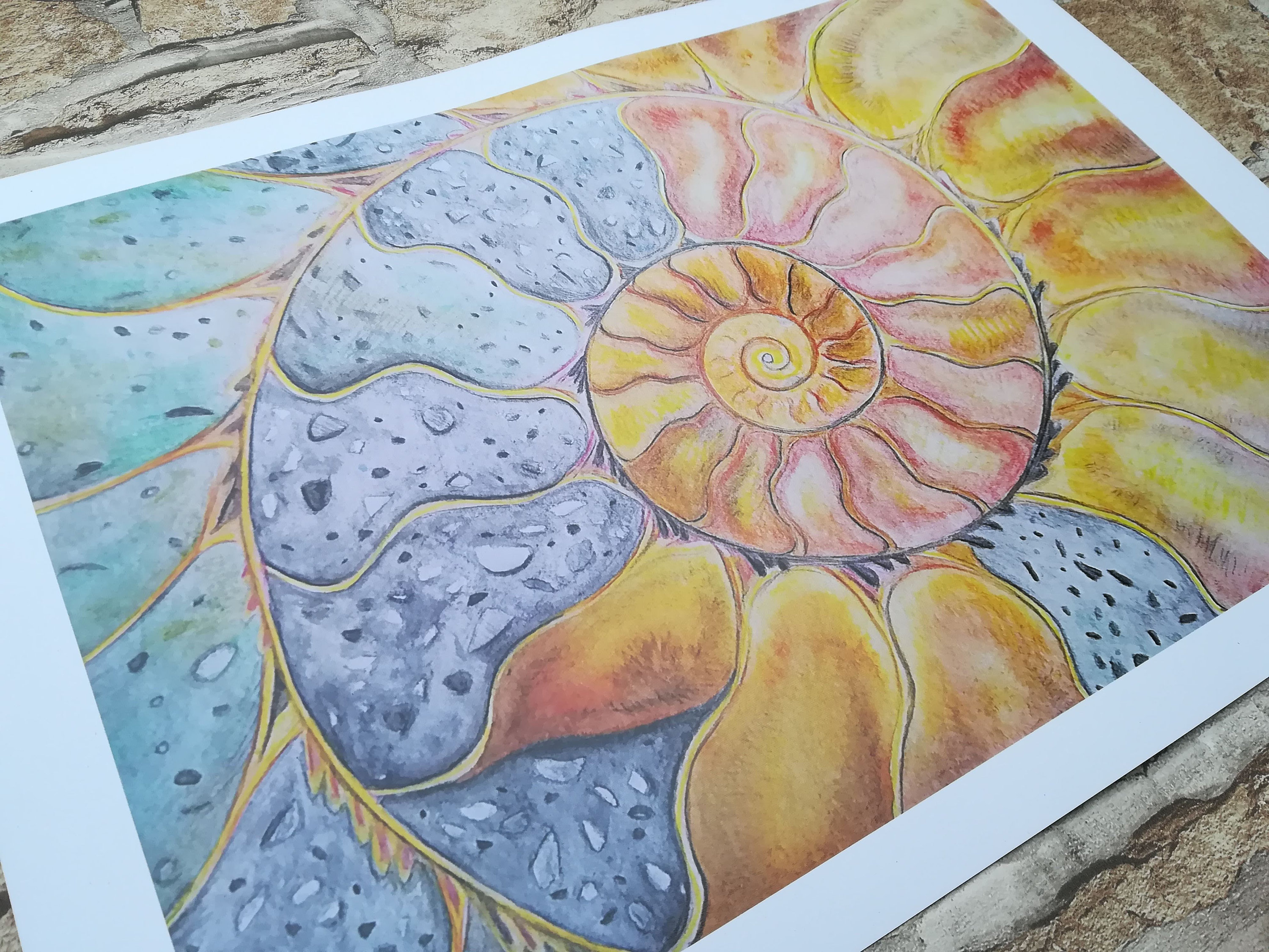 PRINT of Original Watercolour Painting of Ammonite Cross Section Half ...