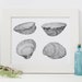 Bivalve Shell Drawing, Botanical Art Print - Etsy