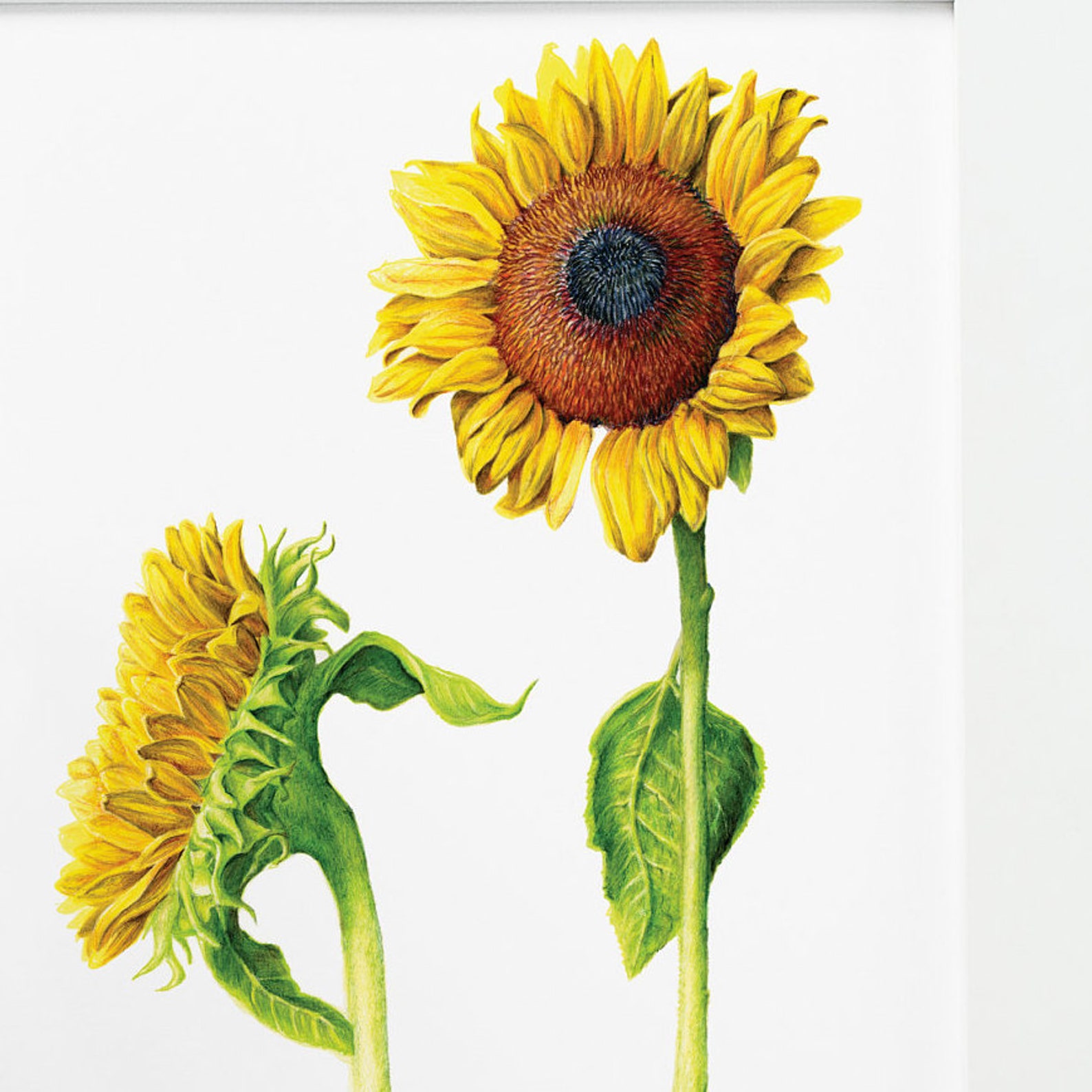 Sunflowers, Botanical Art Print - Etsy Israel