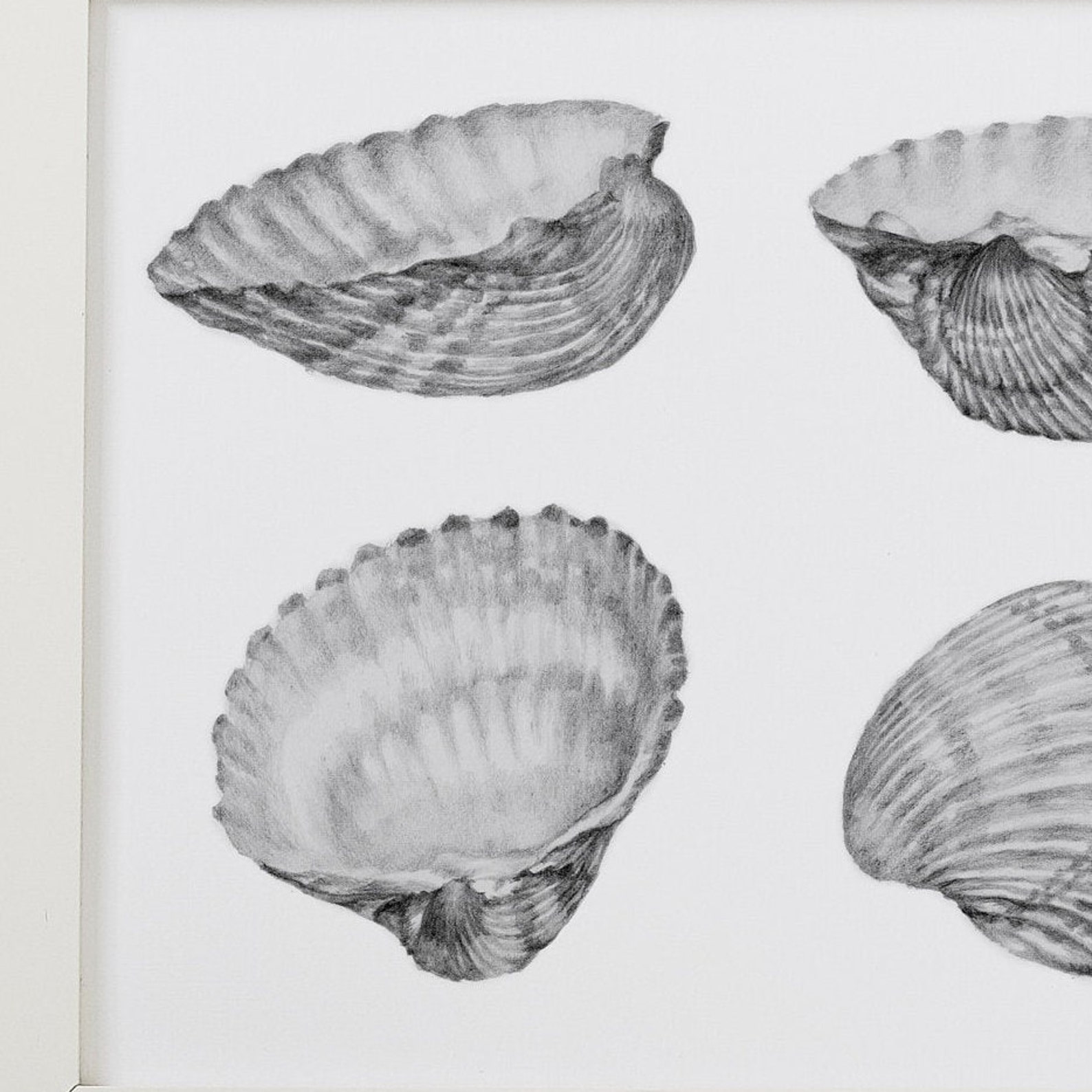 Bivalve Shell Drawing, Botanical Art Print - Etsy