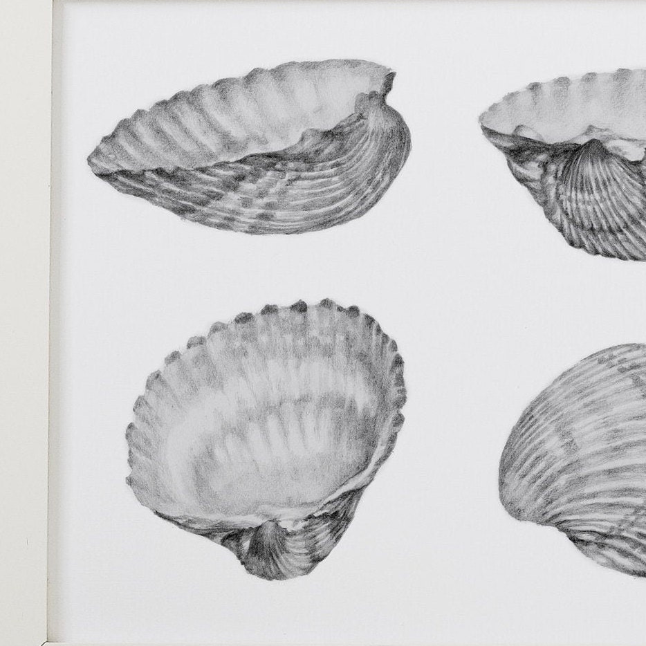 Bivalve Shell Drawing, Botanical Art Print - Etsy