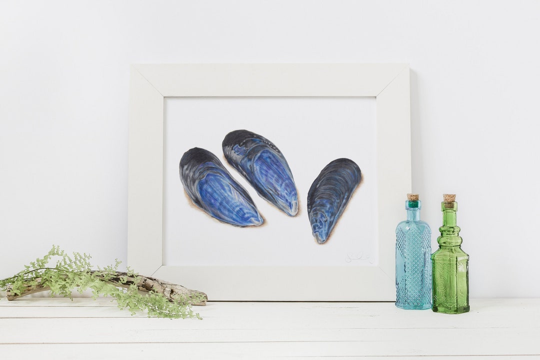 Mollusk Shell Drawing, Botanical Art Print - Etsy