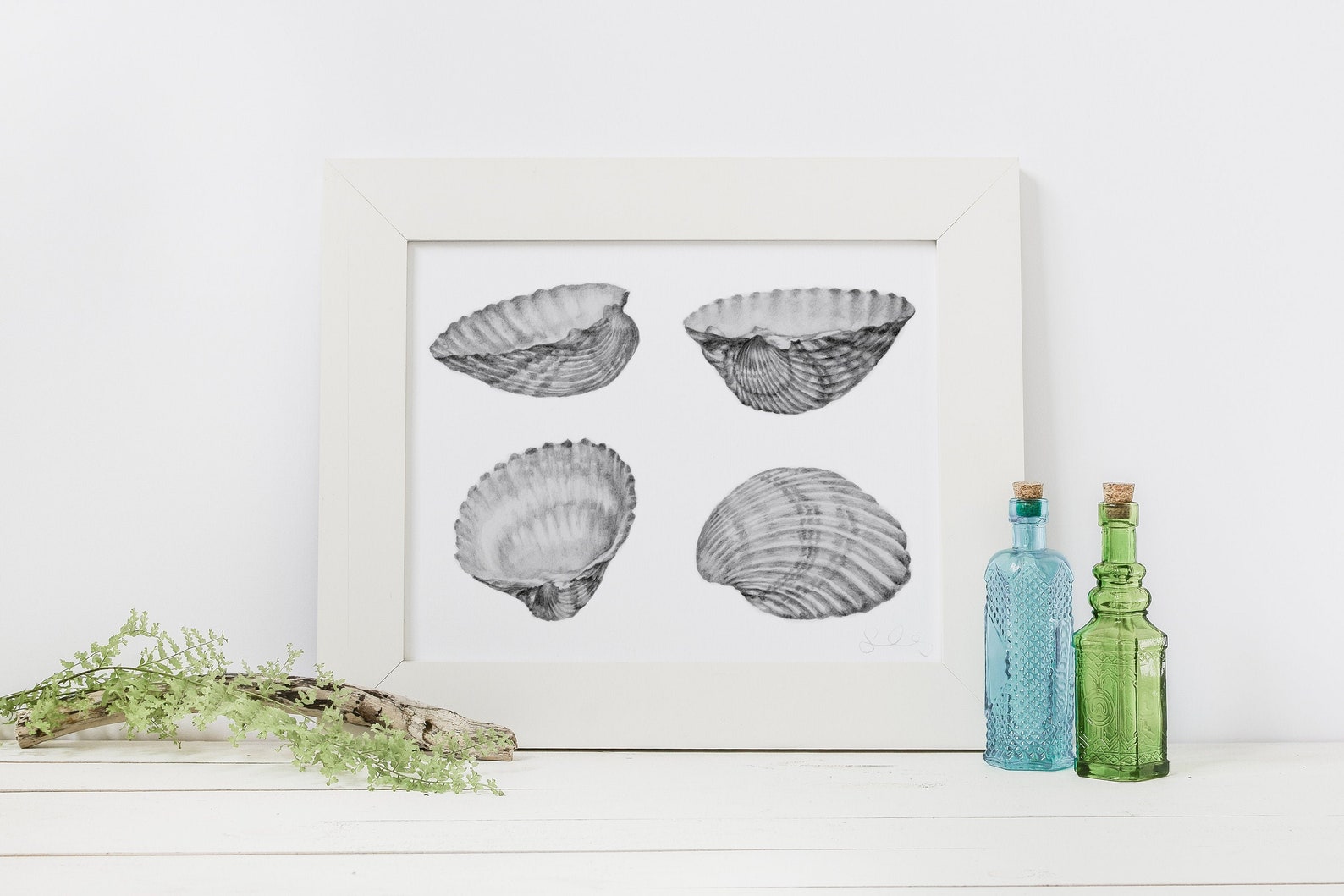 Bivalve Shell Drawing, Botanical Art Print - Etsy