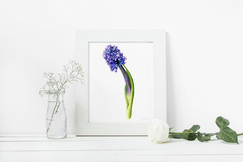 Hyacinth, Botanical Art Print - Etsy