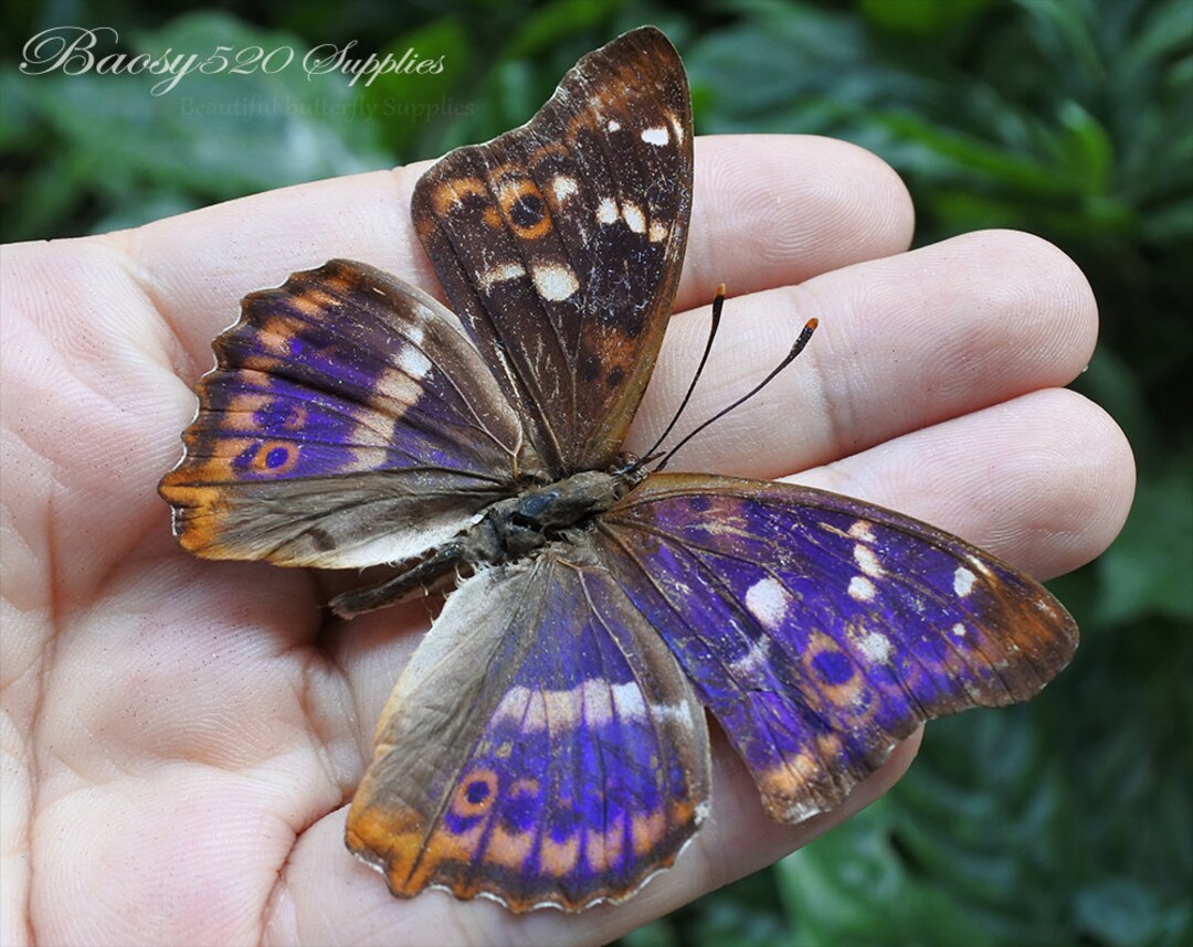 Real Butterfly ,spread Butterfly Apatura Ilia Butterflies, Nature ...