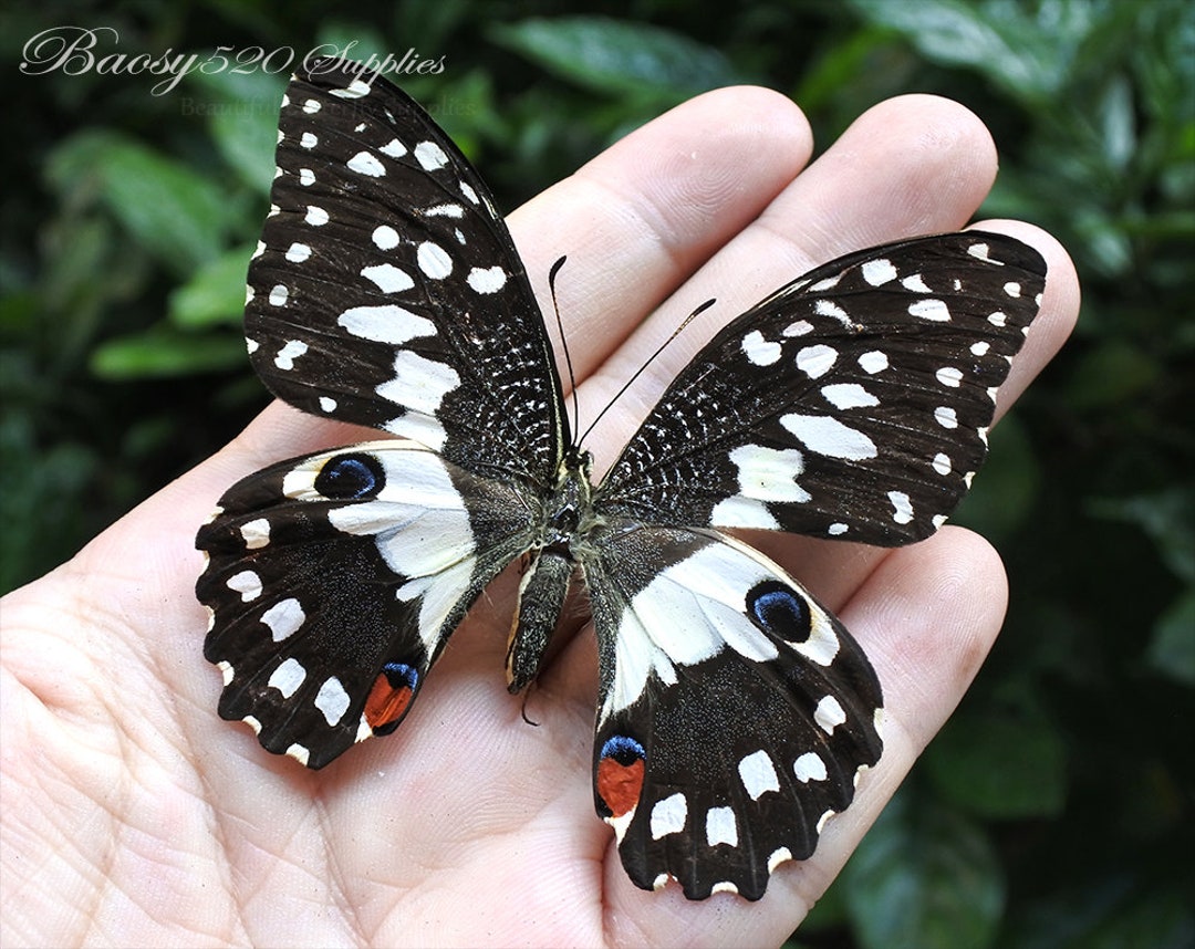 Real Butterfly ,spread Butterfly Papilio Demoleus Butterflies, Nature ...