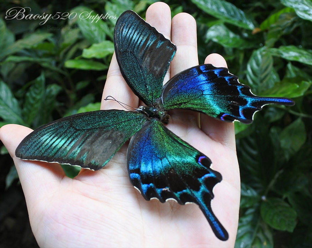 Real Butterfly ,spread Butterfly Princeps Maackii Butterflies, Nature ...