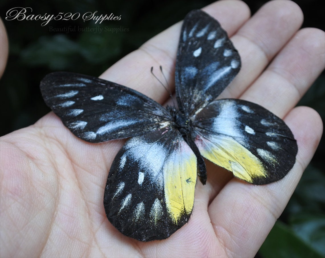 Real Butterfly ,spread Butterfly Delias Pasithoe Butterflies, Nature ...