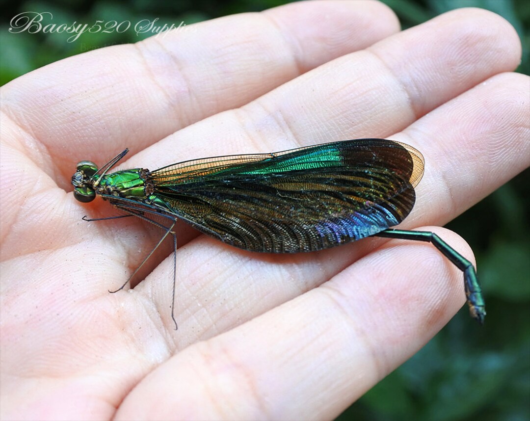 Real Blue Green Clear Wings Damselfly Dragonfly Damselflies Neurobasis ...