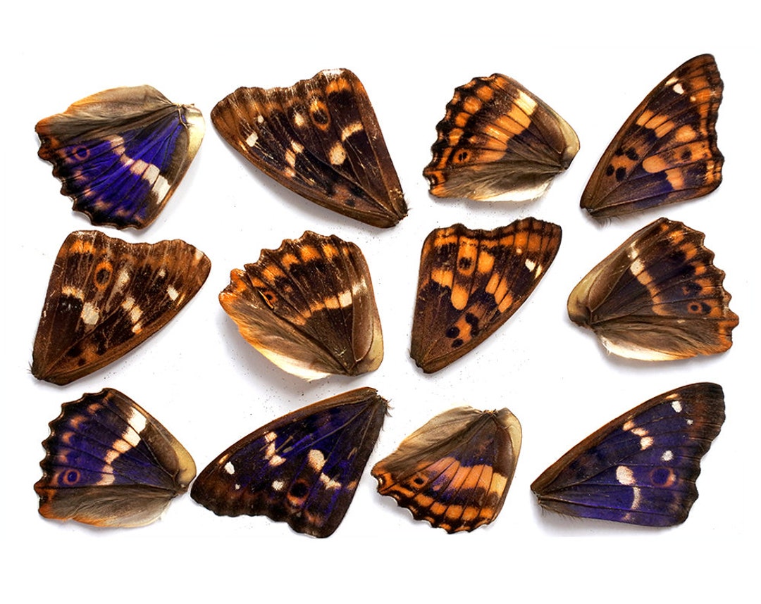 12pcs Real Butterfly Wings for Earrings/necklace, Butterflies for Resin ...
